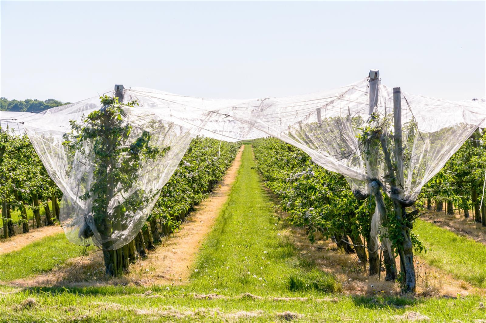Anti Hail Protection Netting | Nixalite