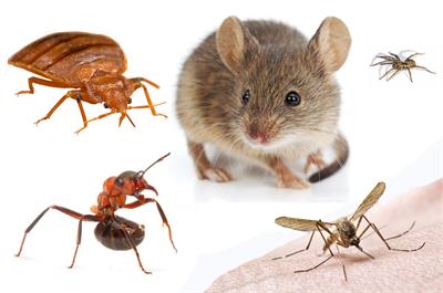 Pest Control Products | Pest Control
