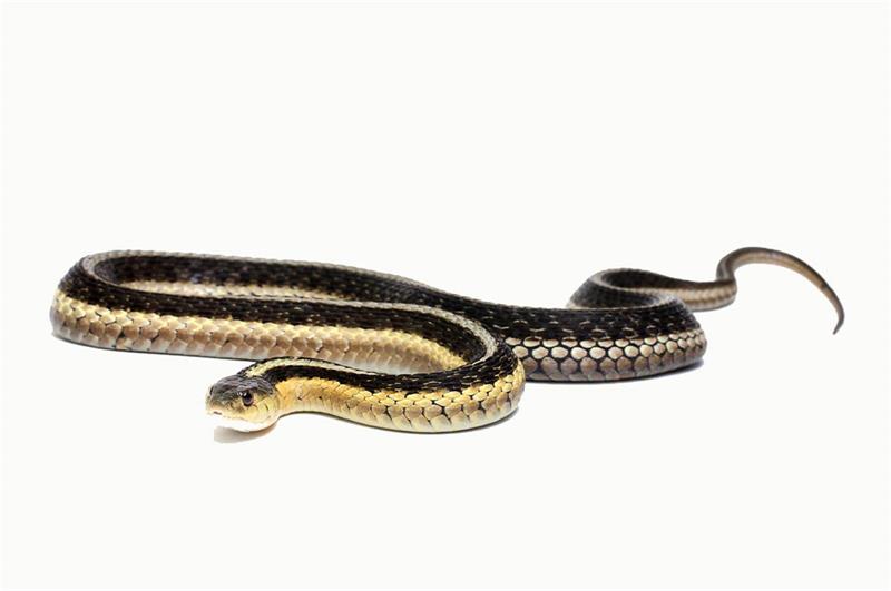 Snake Guard™ Snake Traps | Nixalite