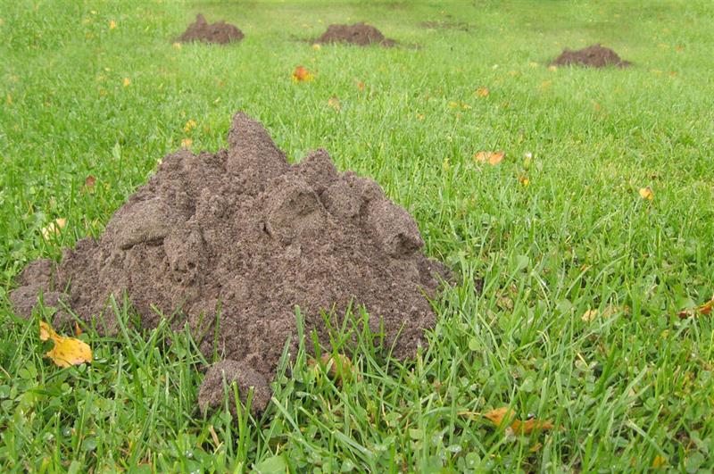 Mole and Gopher Repellent | Nixalite