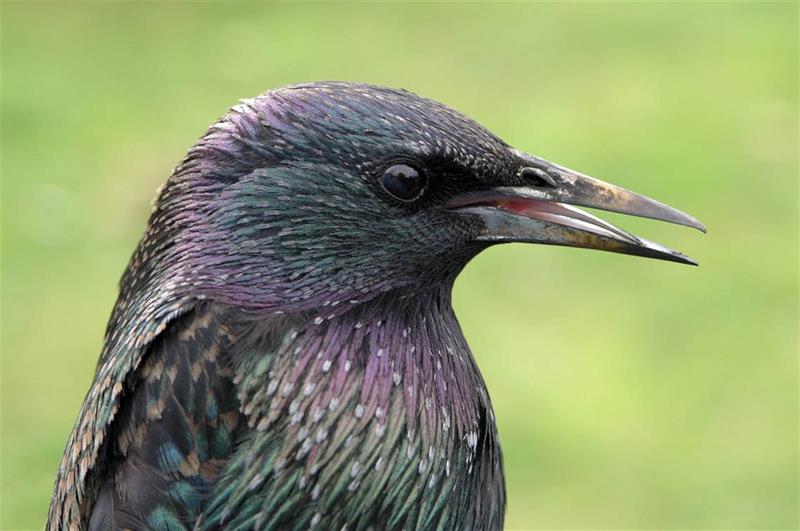 Tanglefoot Bird Repellent | Nixalite